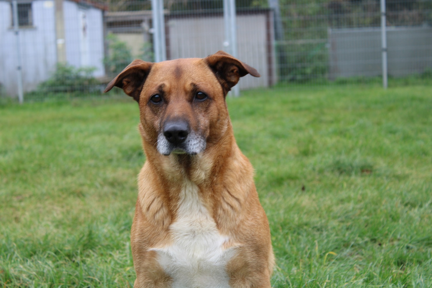 "Toni" Schäferhund Mix | Tierheim Derenburg / Blankenburg und Umgebung e.V.