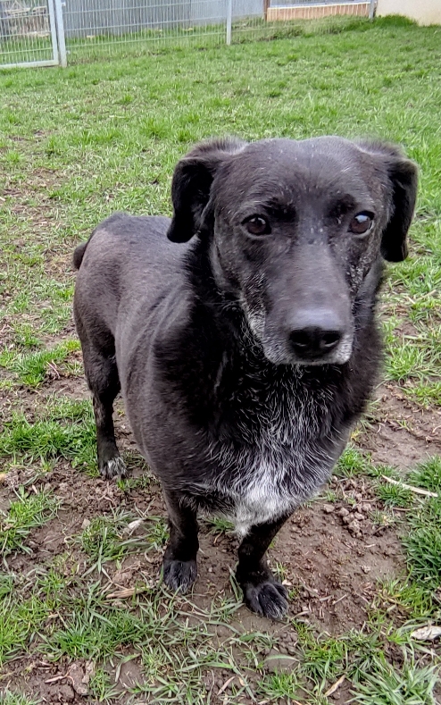"Kurti" Dackel Mix | Tierheim Derenburg / Blankenburg und Umgebung e.V.