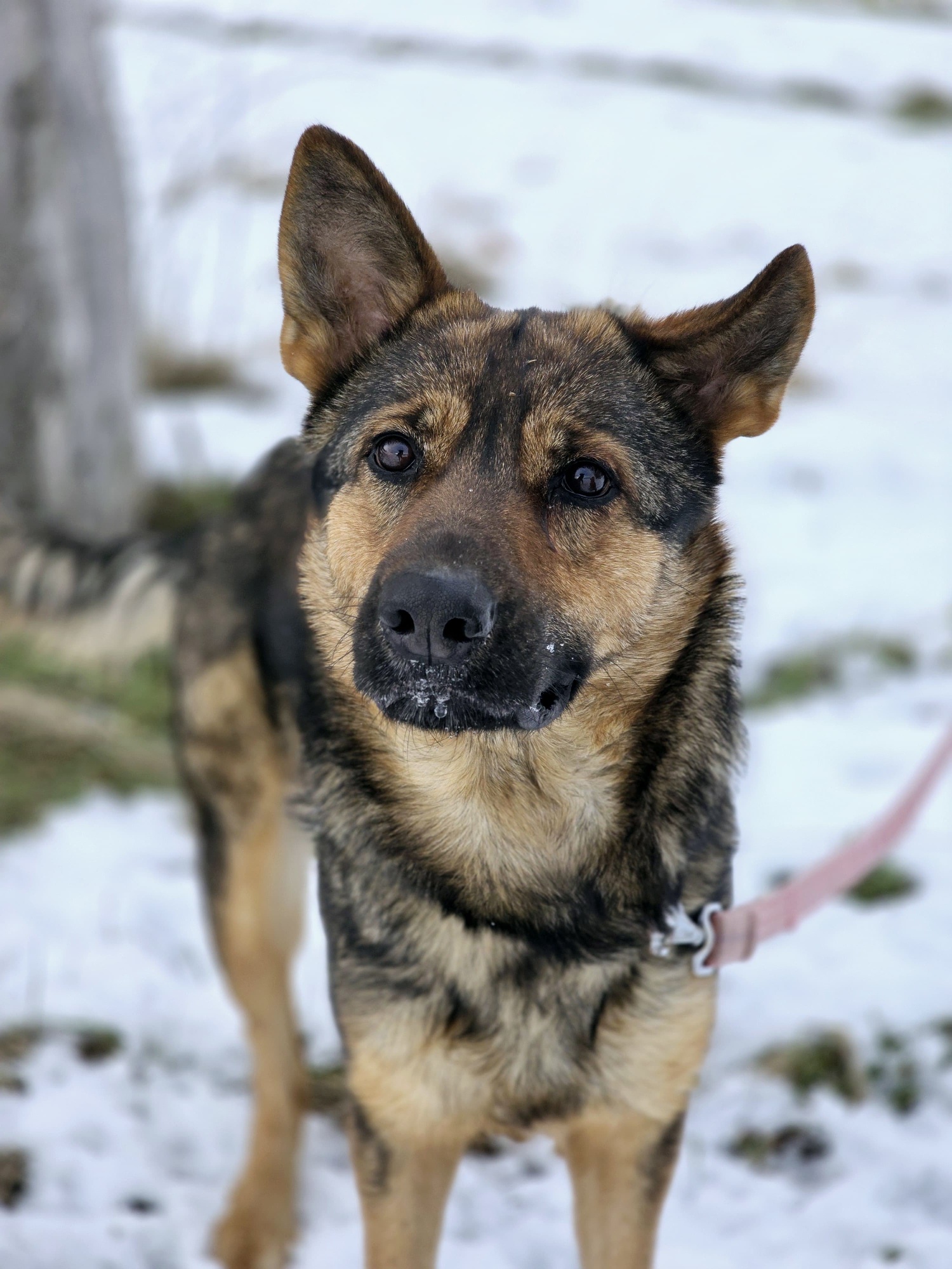 "Maja" Schäferhund Mix | Tierheim Derenburg / Blankenburg und Umgebung e.V.